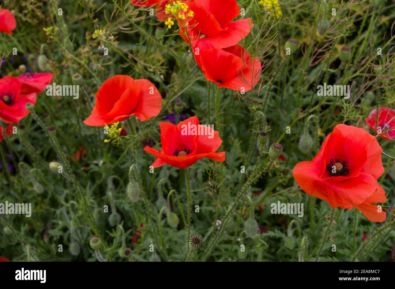 Opium poppy sap hi-res stock photography and images - Alamy