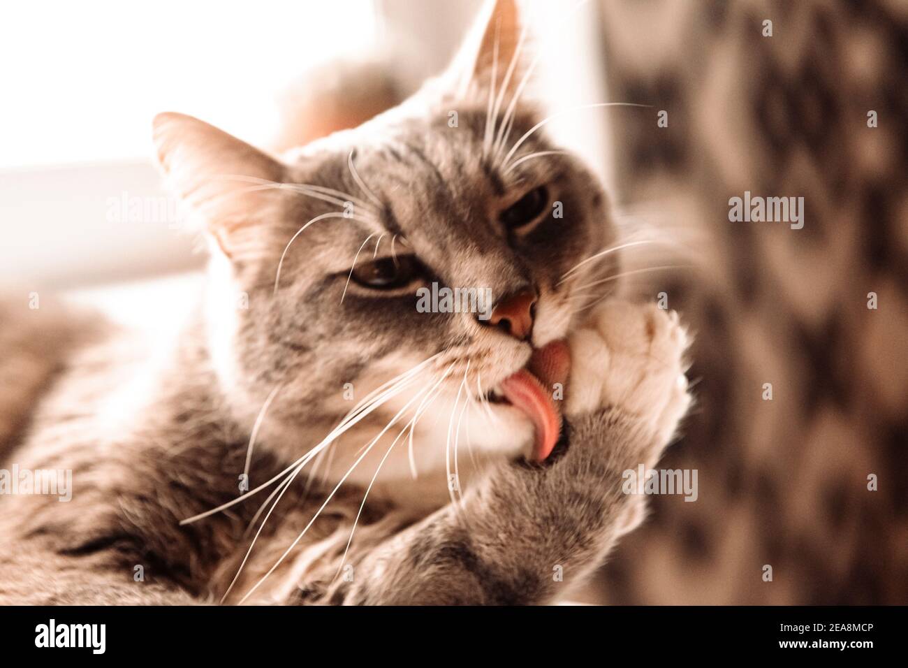 Cat ear wash hi-res stock photography and images - Alamy