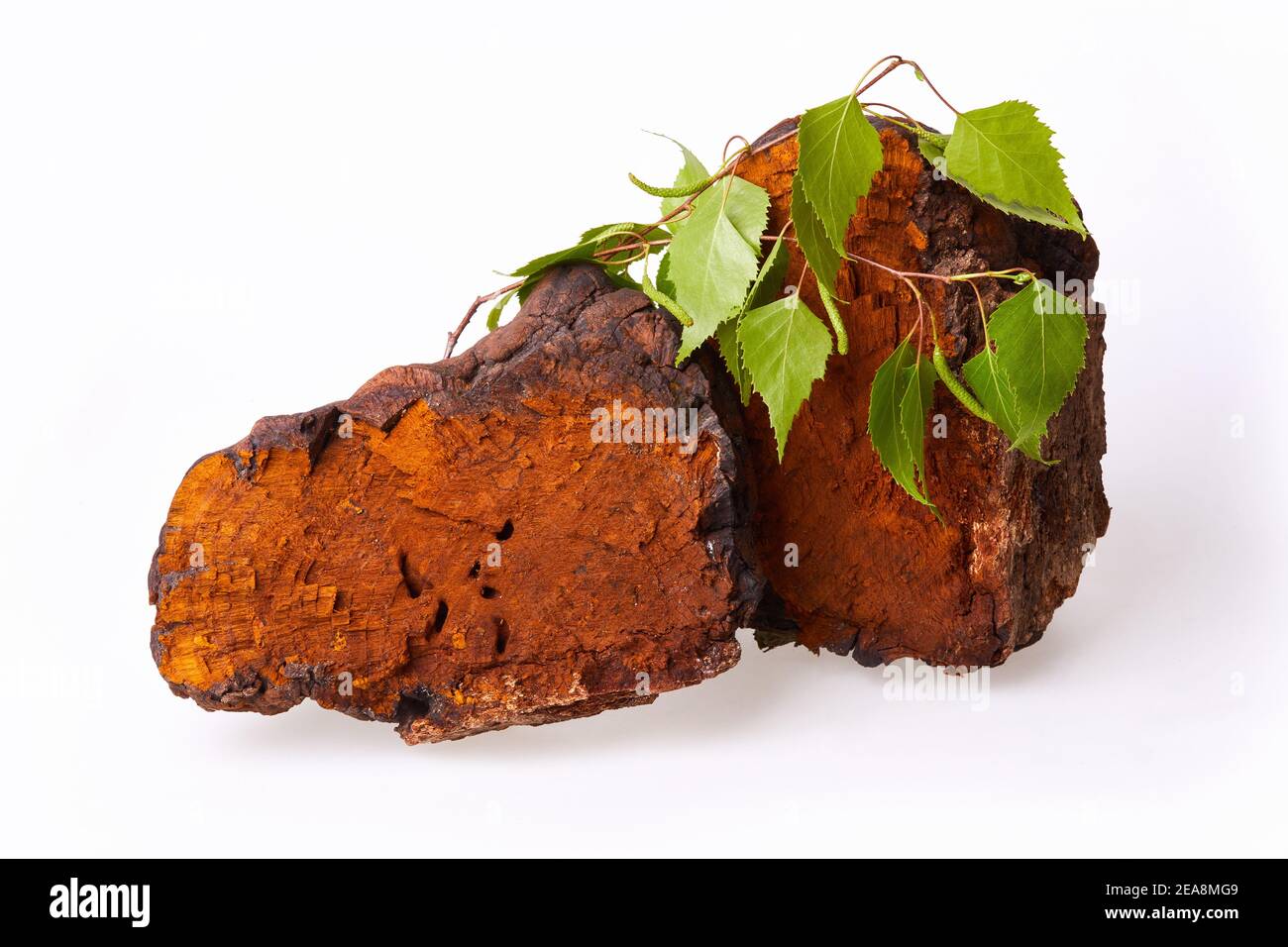 Natural Chaga mushroom pieces isolated on white background. A pile of ...