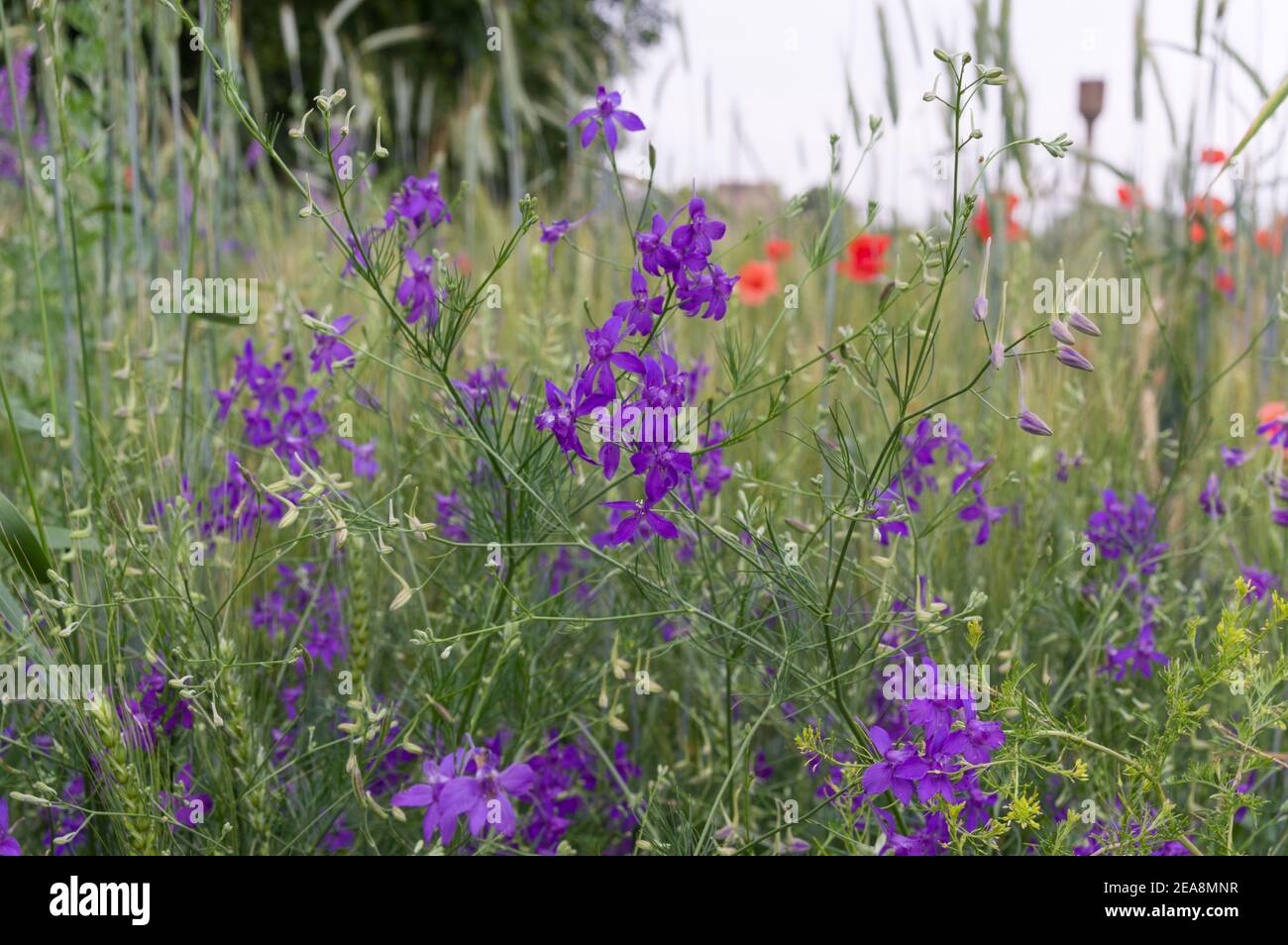 Background and pattern of beautiful field plants. Delicate and ...