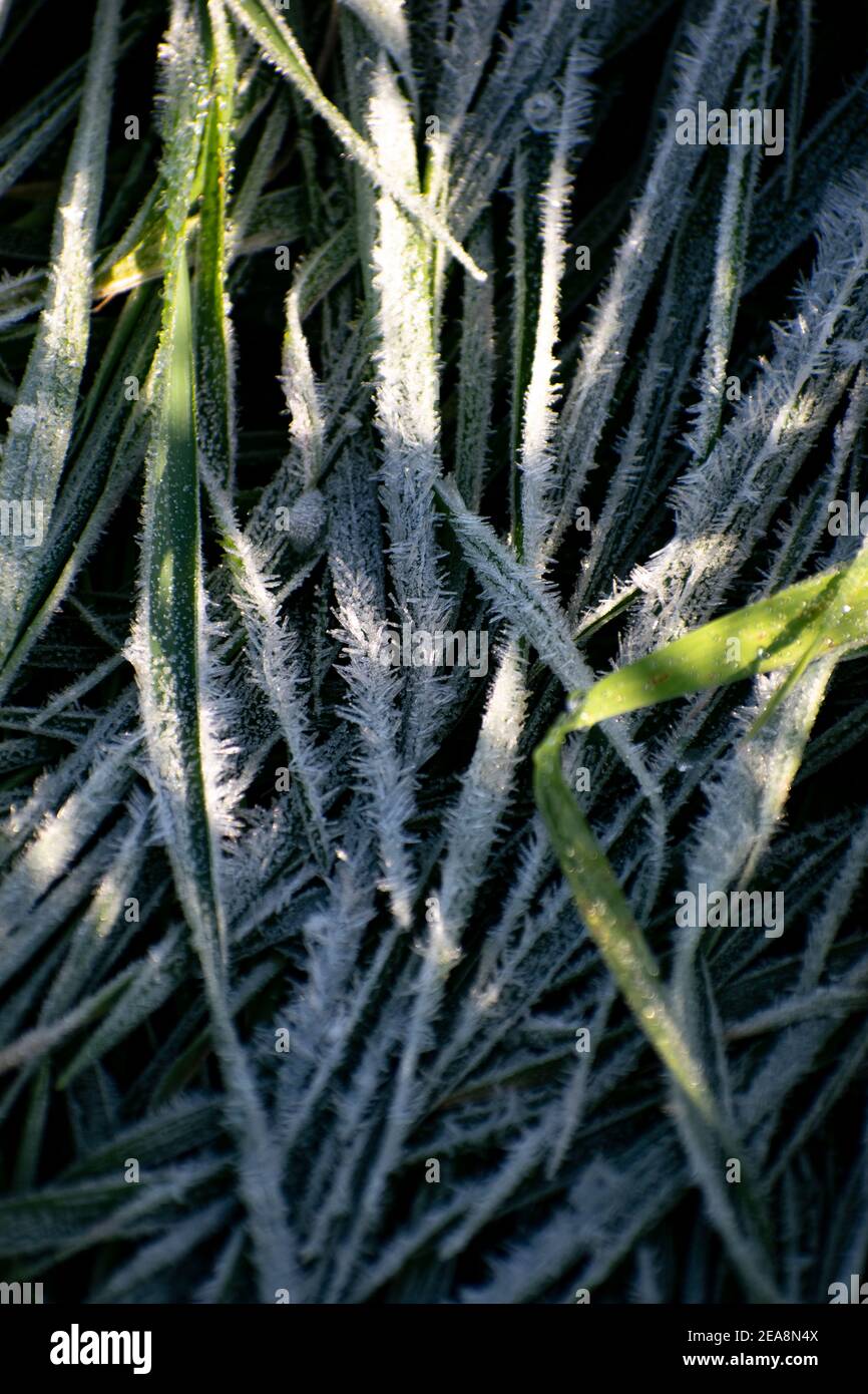 Ice crystals forming on grass Stock Photo - Alamy