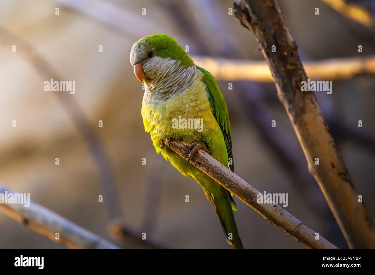 Amazon rainforest brazil bird hi-res stock photography and images - Alamy