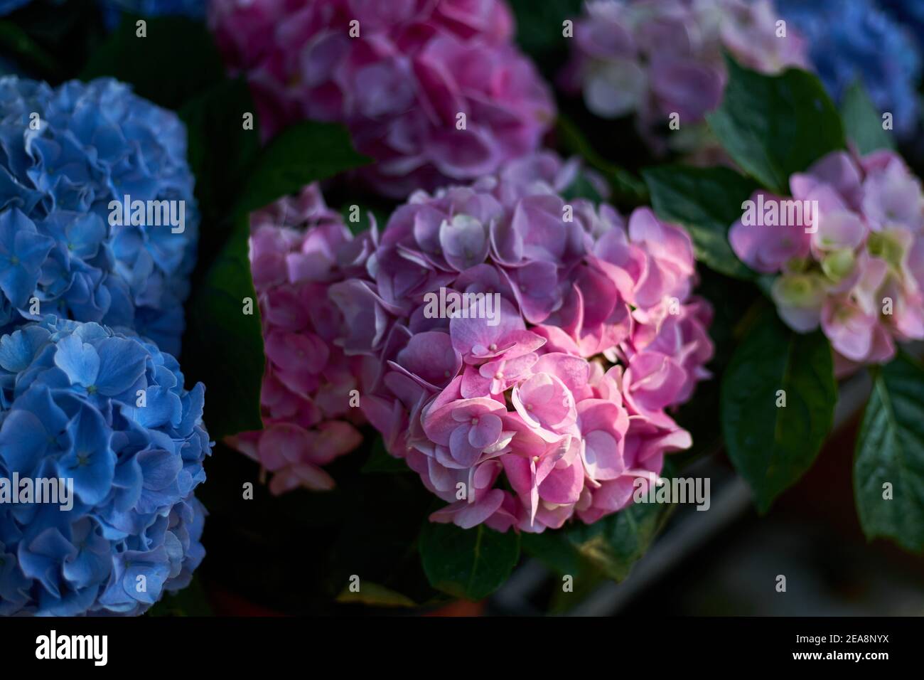 Bunch Of Flower High Resolution Stock Photography and Images - Alamy