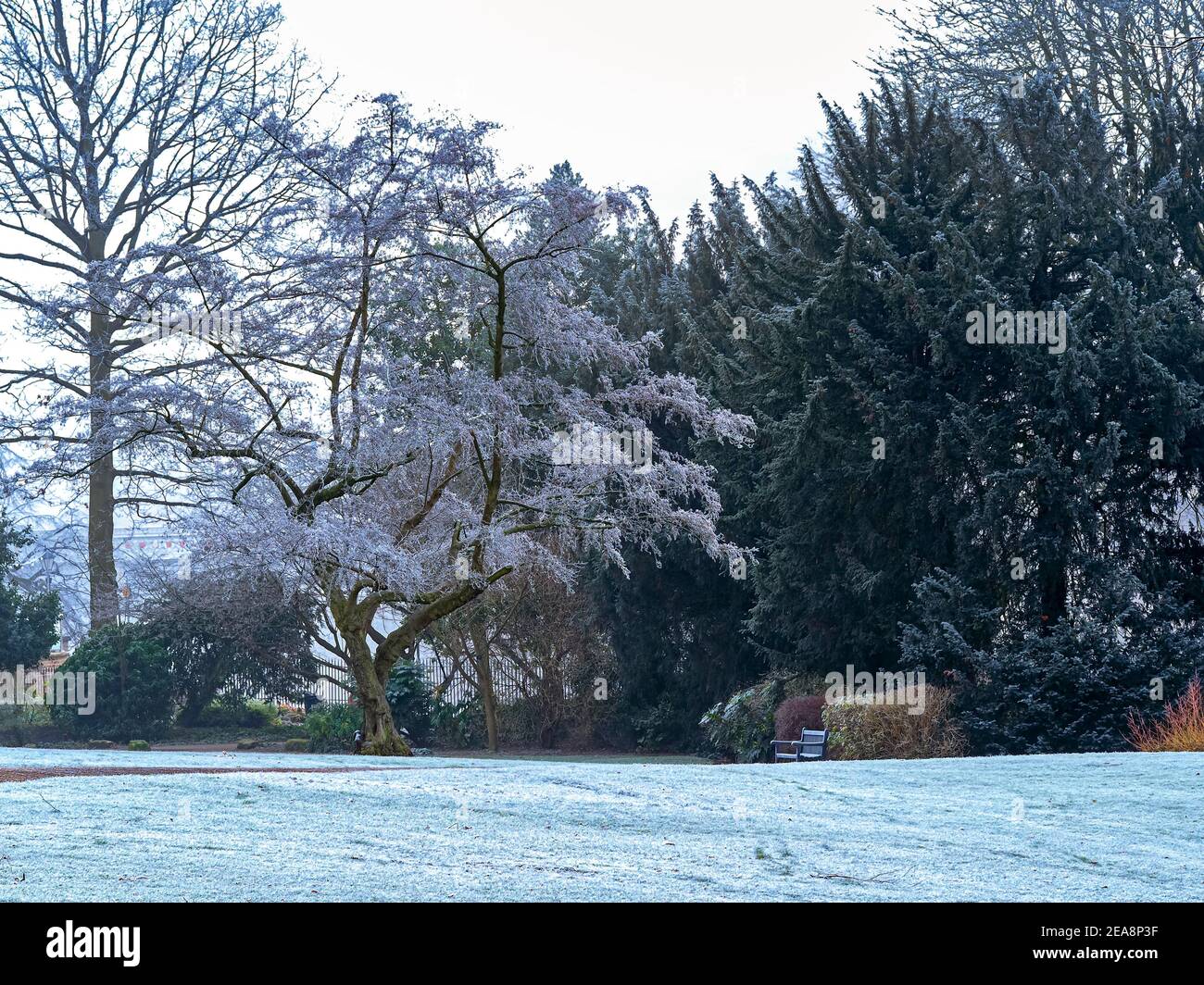 Snow frosty winter trees hi-res stock photography and images - Alamy