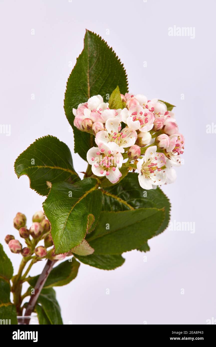 Aronia melanocarpa or black chokeberry white flowers on a branch ...