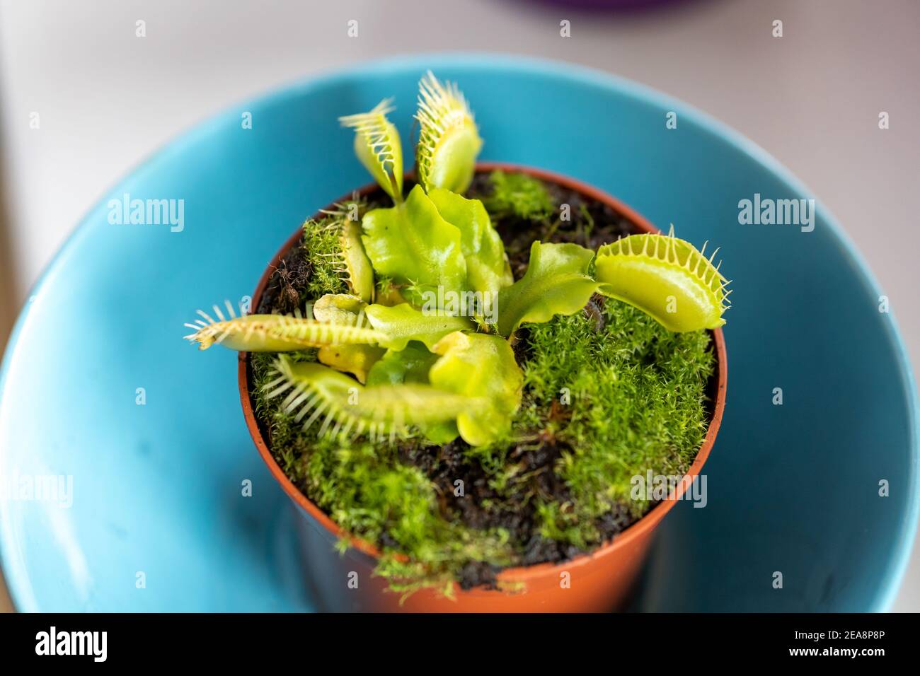 Venus flytrap blooming hi-res stock photography and images - Alamy