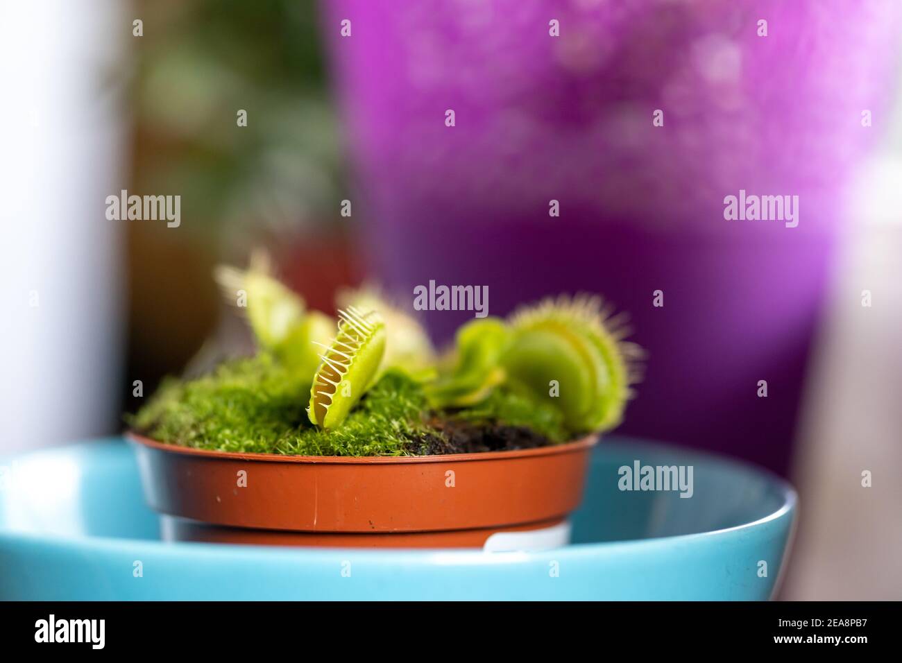 Venus flytrap blooming hi-res stock photography and images - Alamy