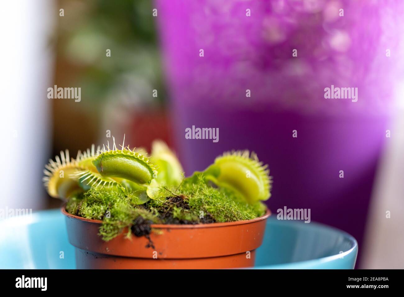 Venus flytrap blooming hi-res stock photography and images - Alamy