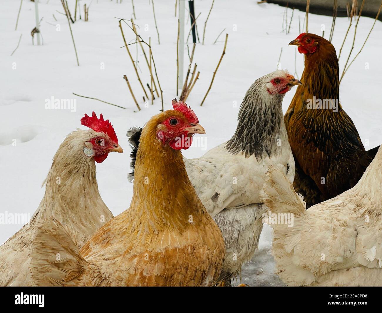 Chickens in courtyard hi-res stock photography and images - Alamy