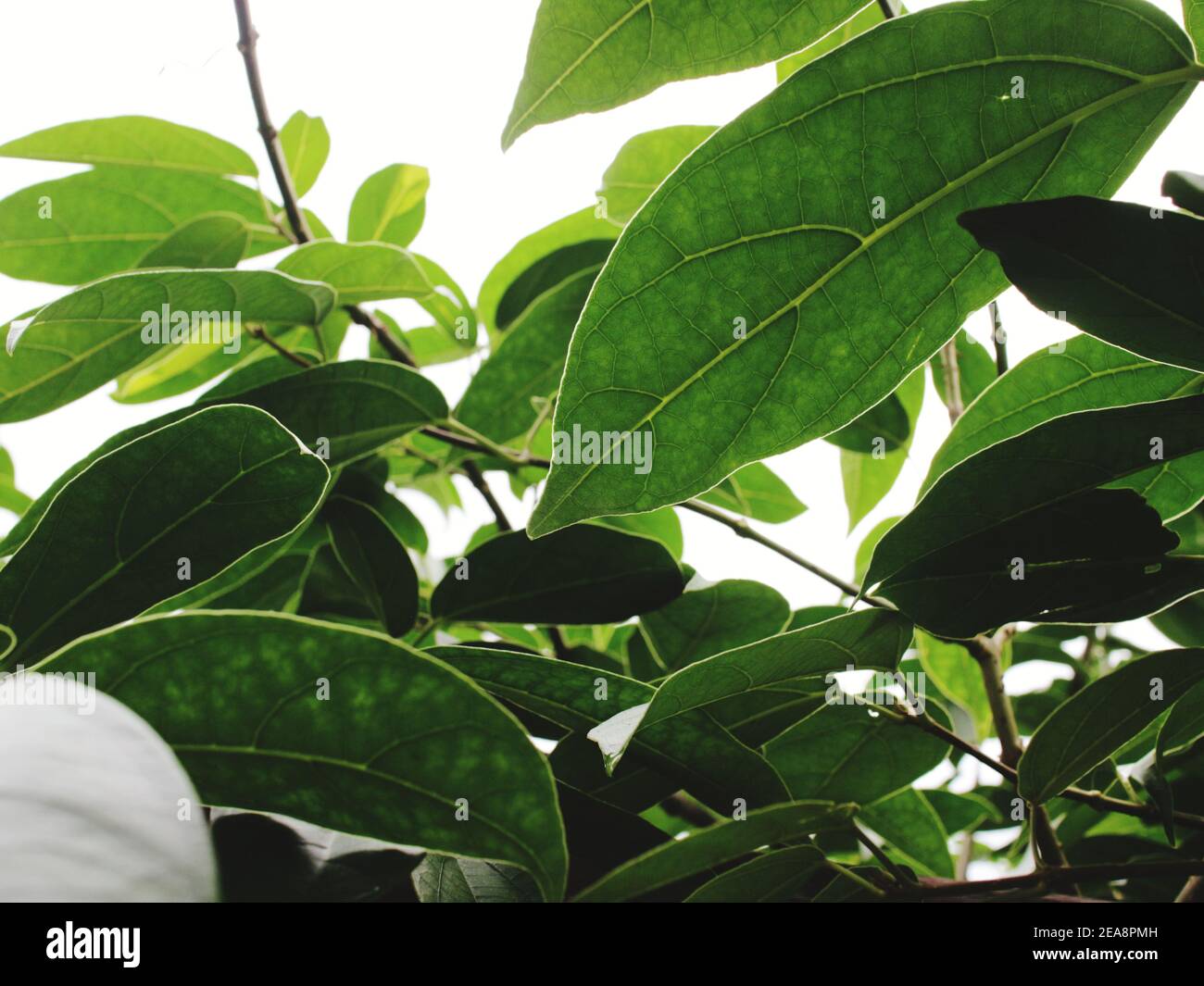 grass jelly leaves Stock Photo - Alamy