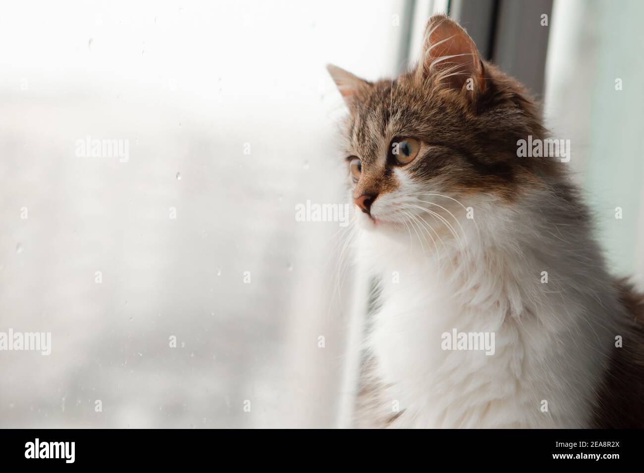 Cute white chest baby kitten hi-res stock photography and images - Alamy