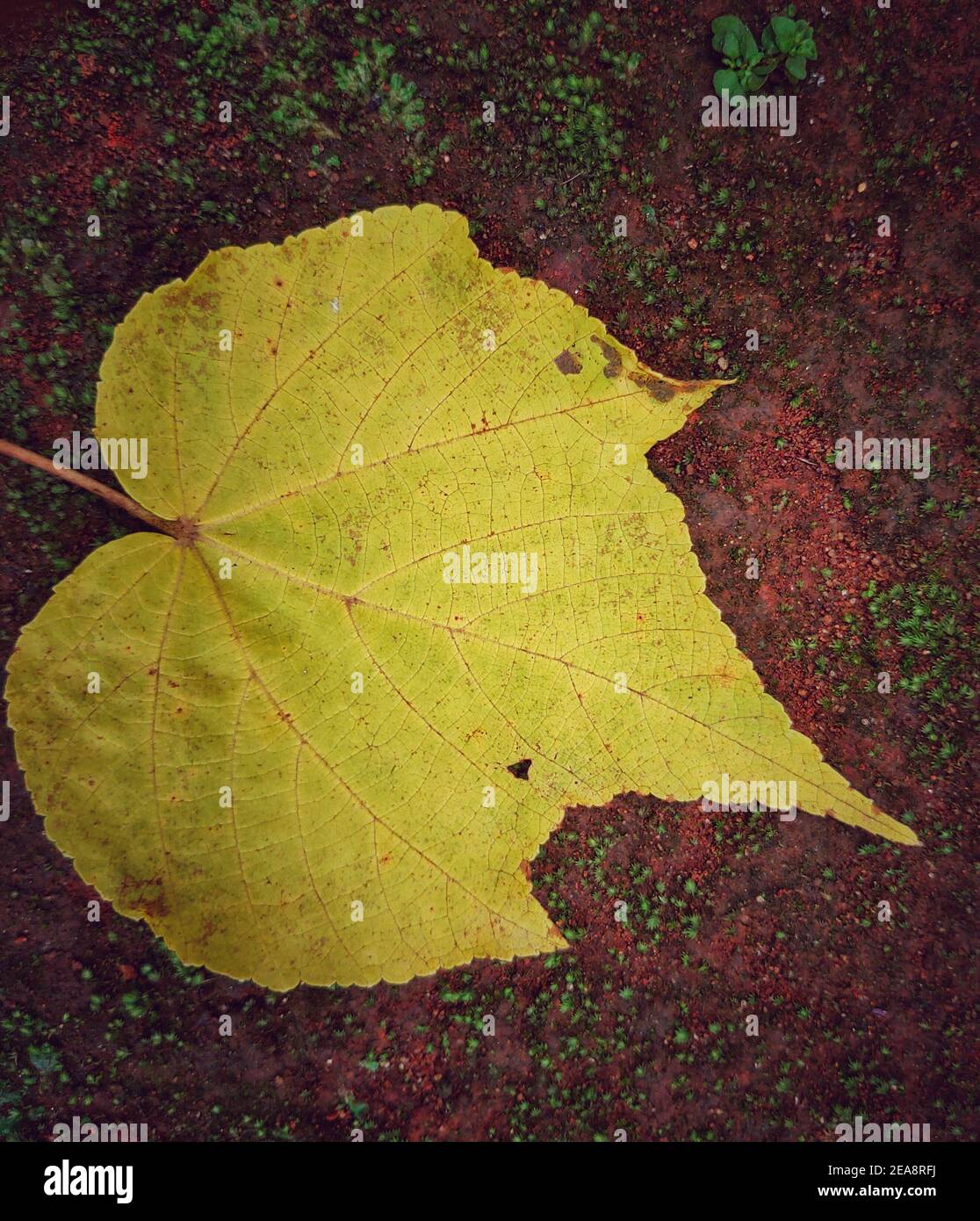 color of fallen leaves Stock Photo - Alamy
