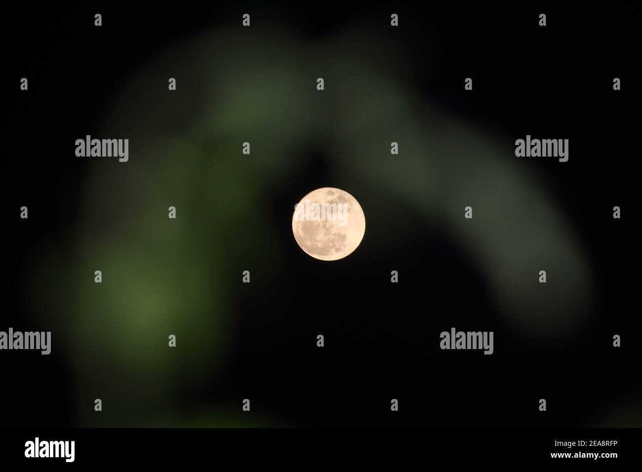 moon shines at night with green covering of night Stock Photo - Alamy
