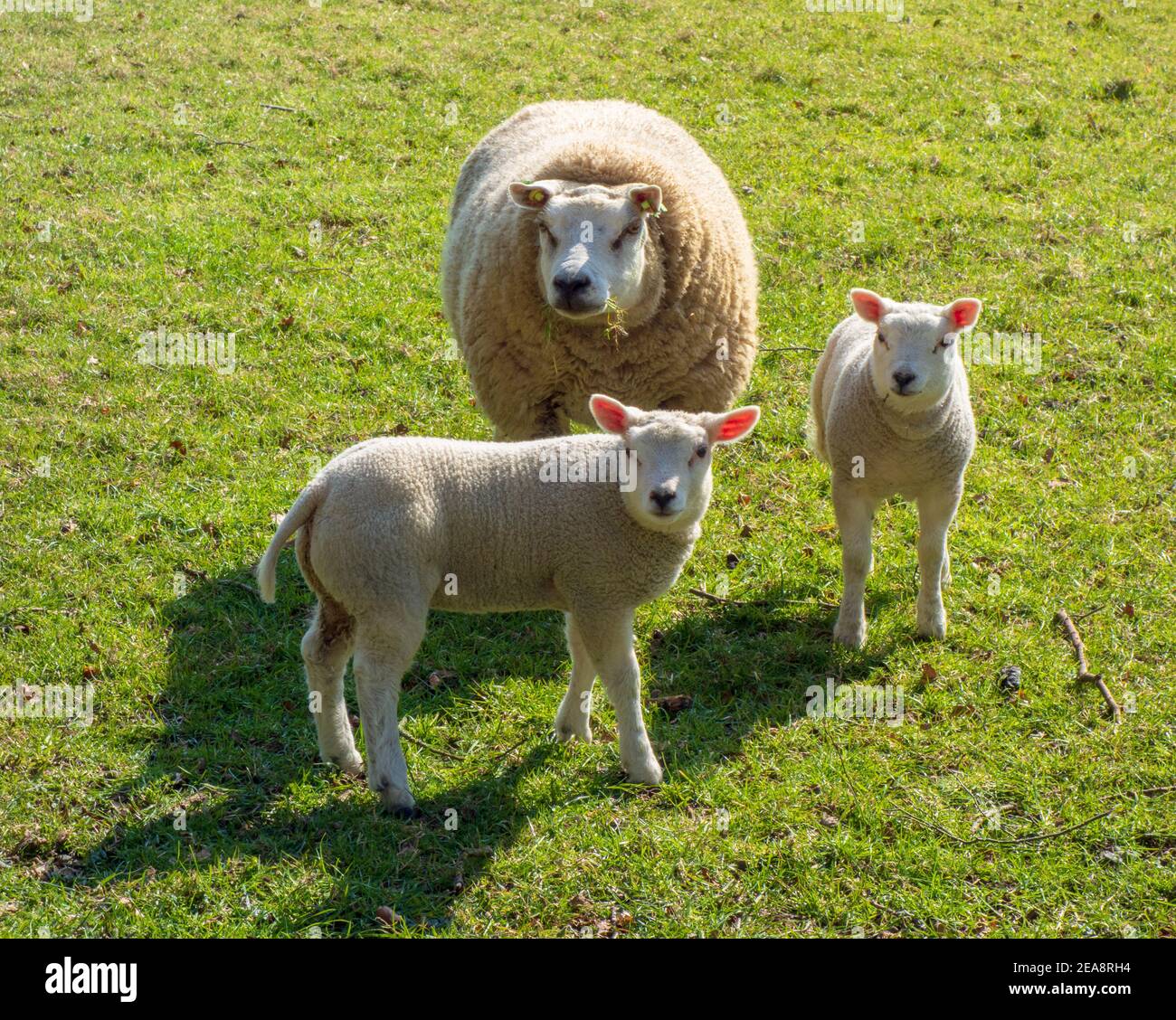 Two fluffy white sheep hi-res stock photography and images - Alamy