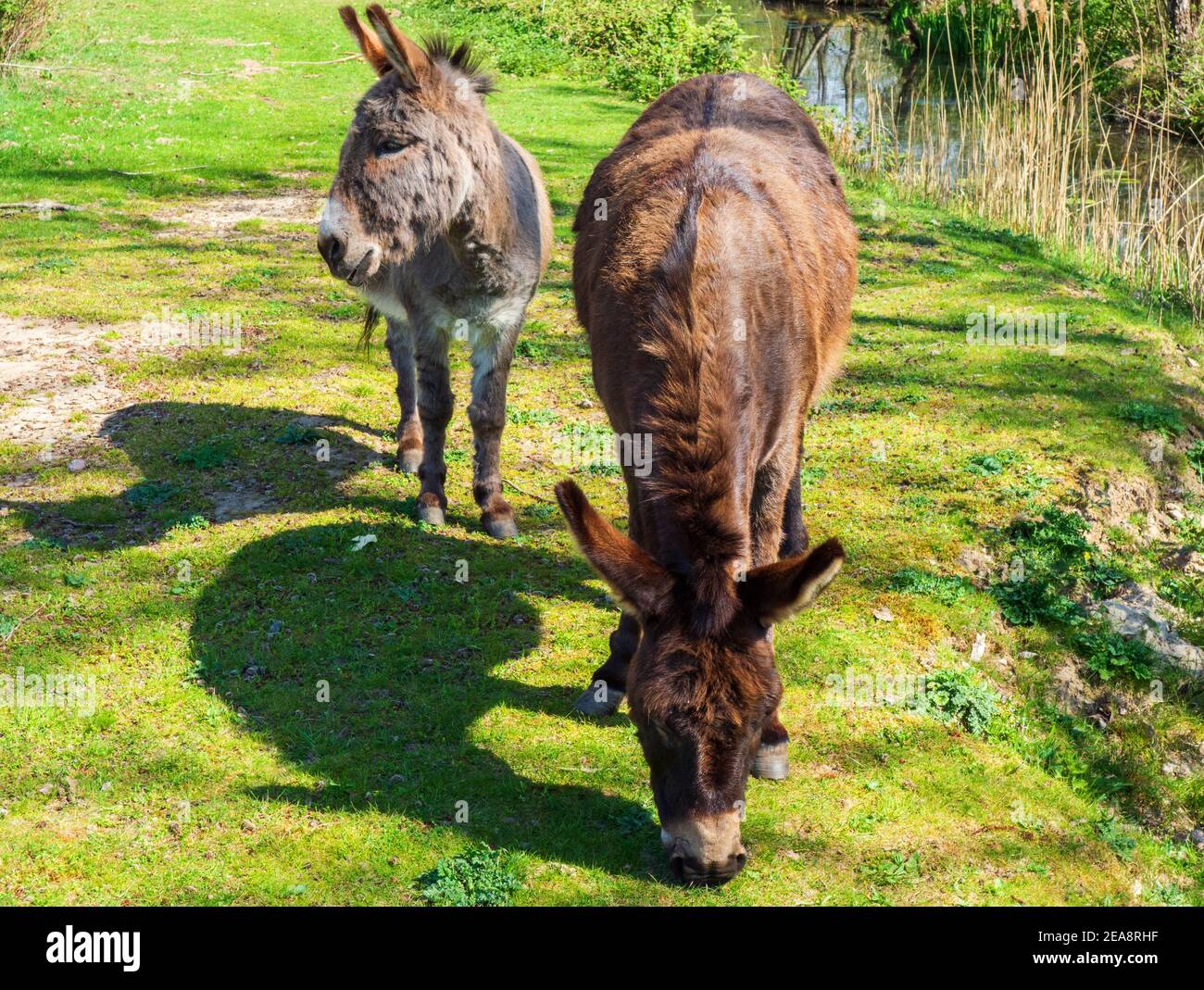 Donkey farm closeup hi-res stock photography and images - Alamy