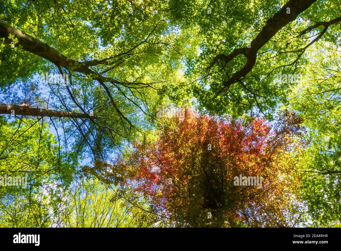 Red beech trees hi-res stock photography and images - Alamy