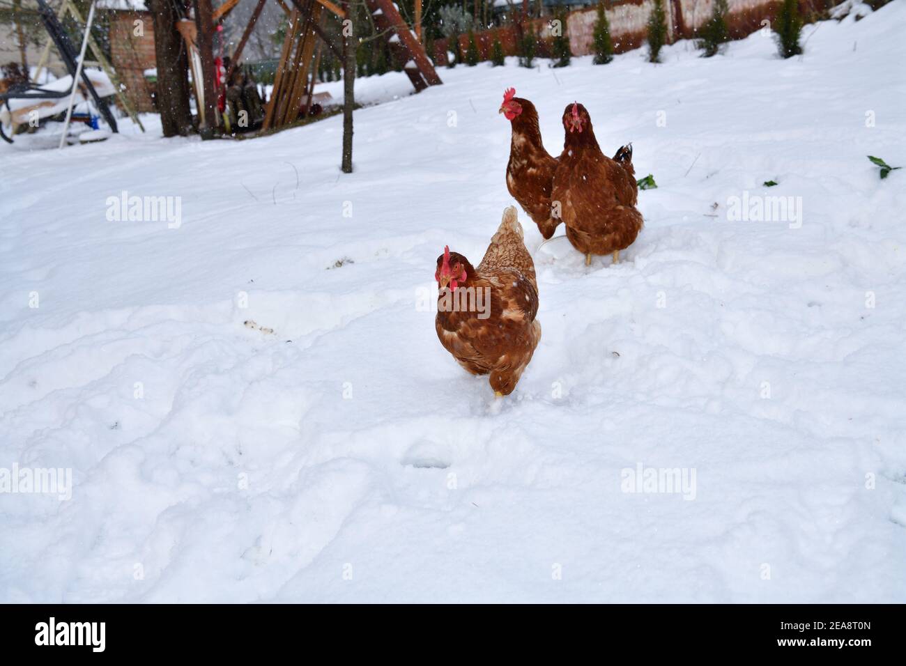 Broiler chicken white feathers hi-res stock photography and images - Alamy