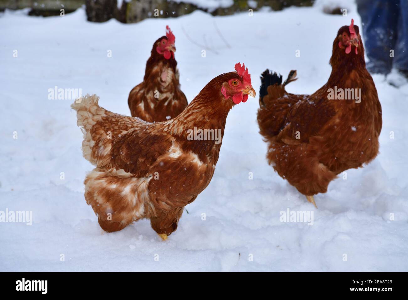 Domestic chicken walking and eating on the snow farm in the winter ...