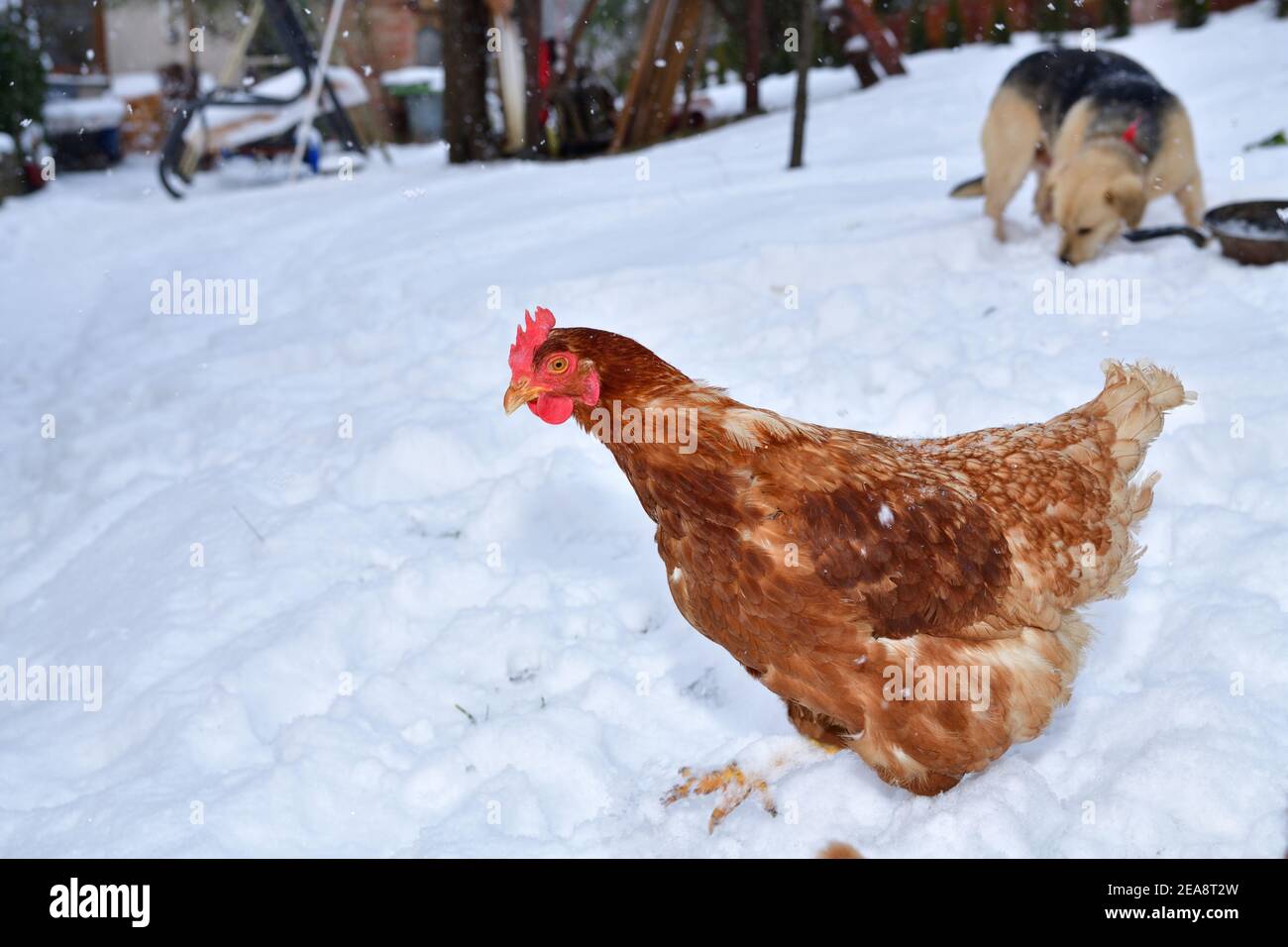 Broiler chicken white feathers hi-res stock photography and images - Alamy