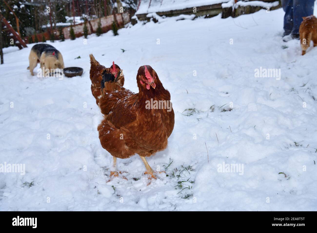 Broiler chicken white feathers hi-res stock photography and images - Alamy