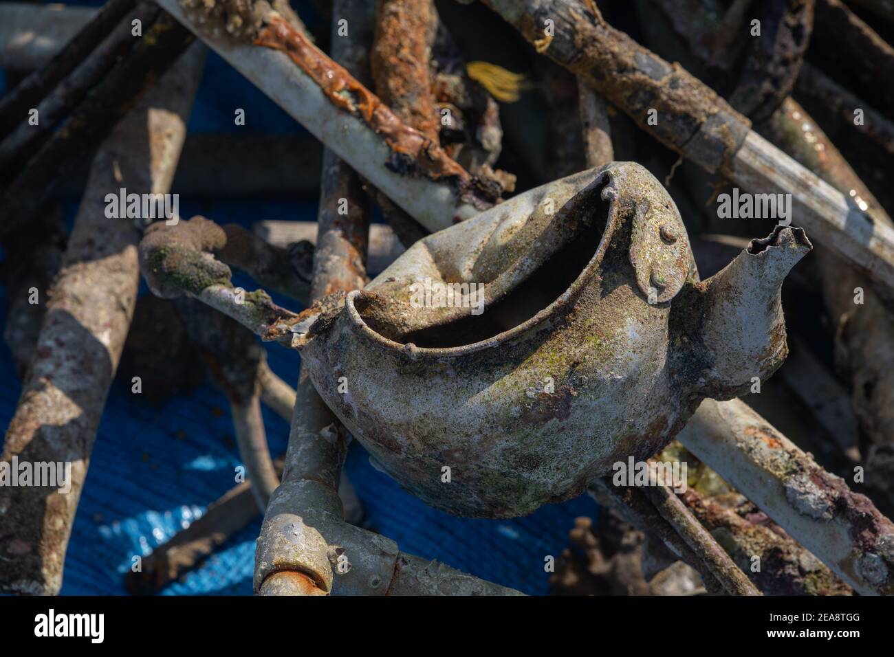Decayed tea hi-res stock photography and images - Alamy