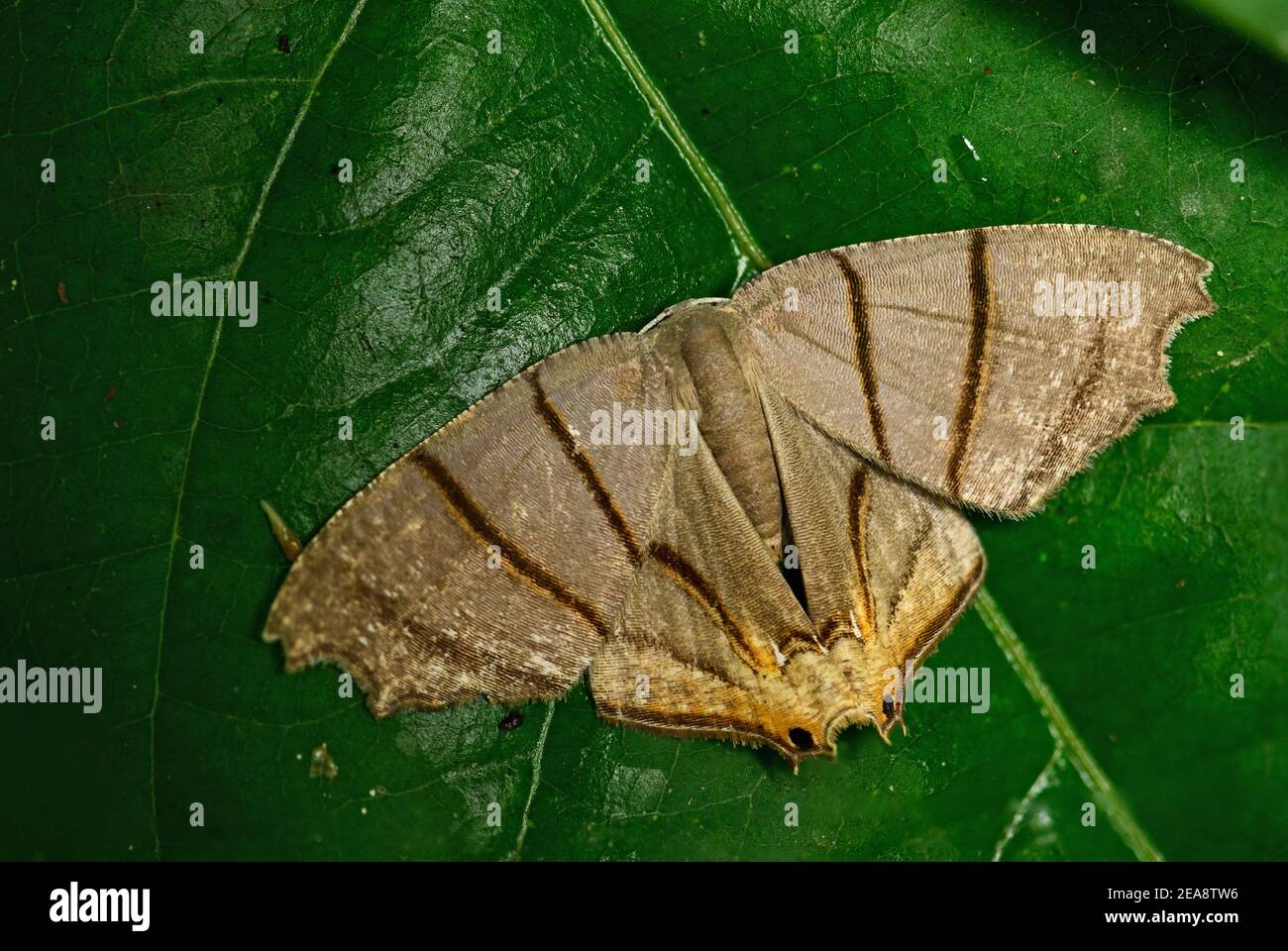 Asian moth - Orudiza protheclaria, beautiful brown moth with dark ...