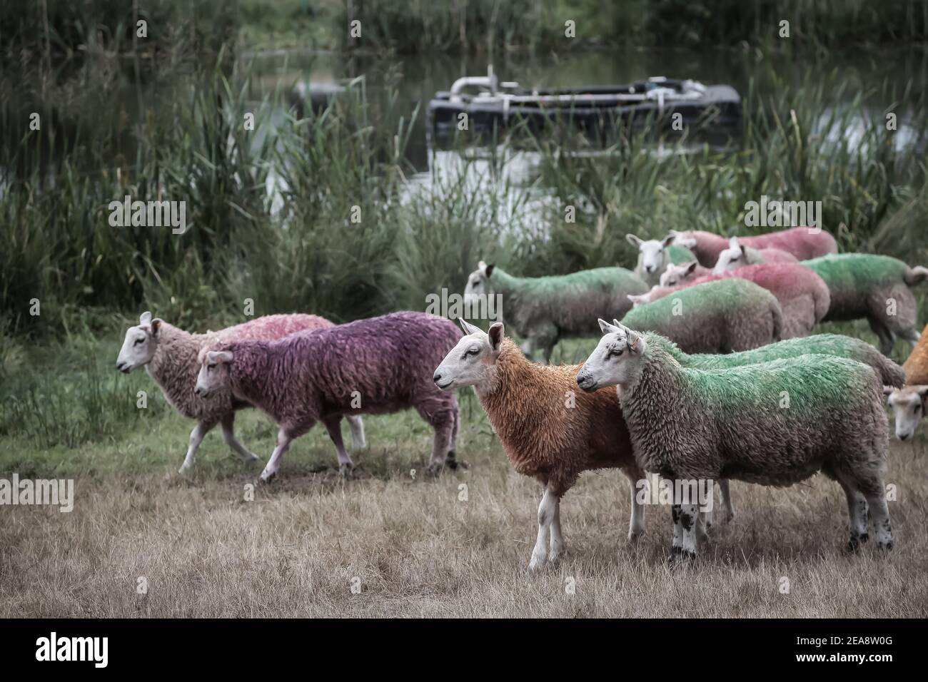 The multi-coloured sheep at Latitude 2013 Stock Photo - Alamy