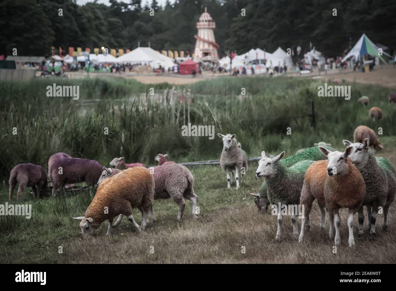 Latitude festival sheep hi-res stock photography and images - Alamy