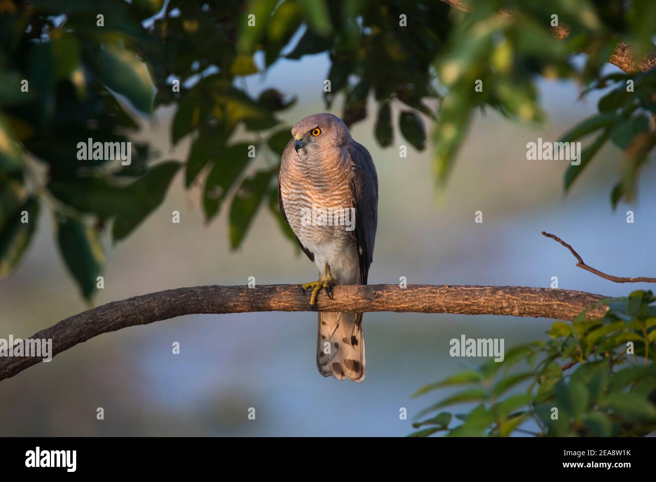 Female shikra hi-res stock photography and images - Alamy