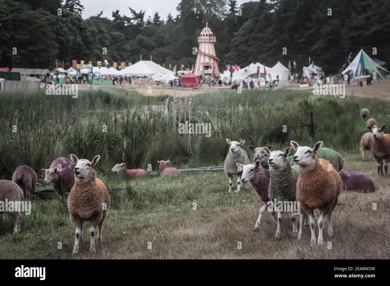 Latitude festival sheep hi-res stock photography and images - Alamy