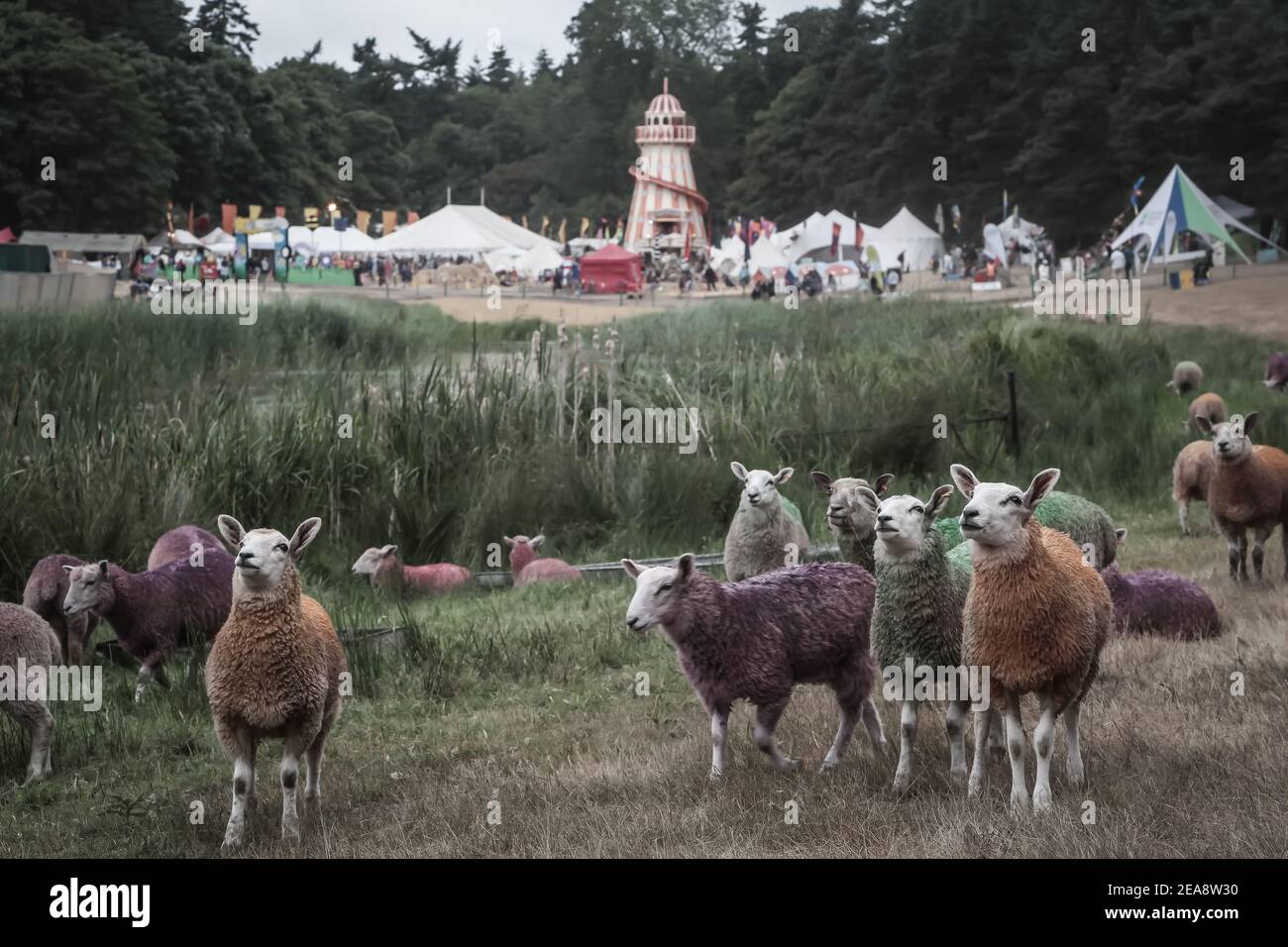 The multi-coloured sheep at Latitude 2013 Stock Photo - Alamy