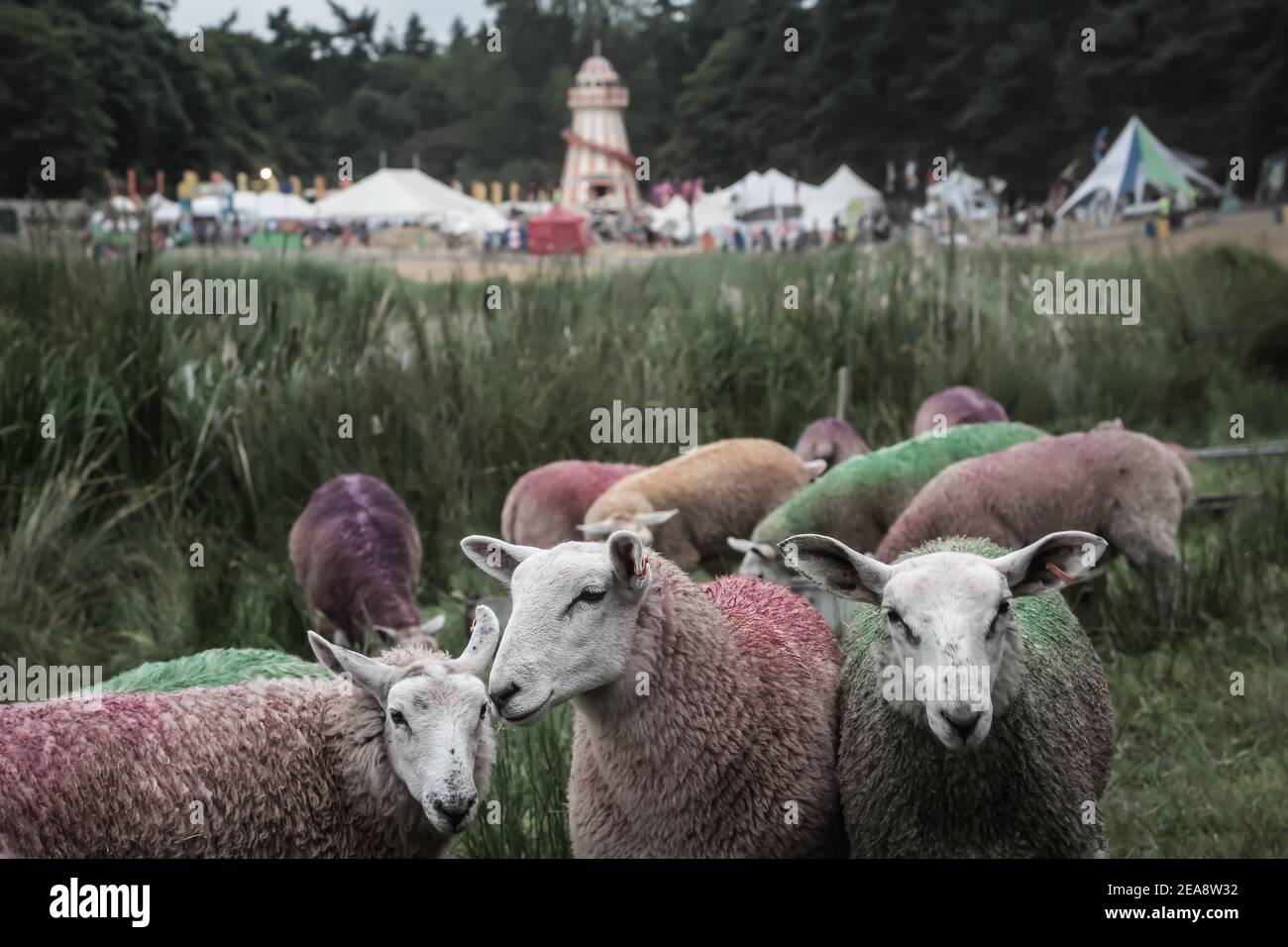 The multi-coloured sheep at Latitude 2013 Stock Photo - Alamy