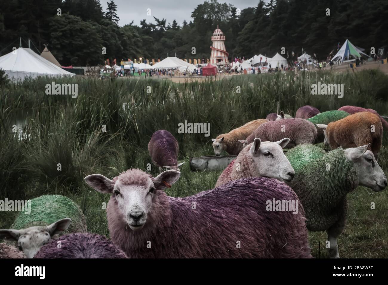The multi-coloured sheep at Latitude 2013 Stock Photo - Alamy
