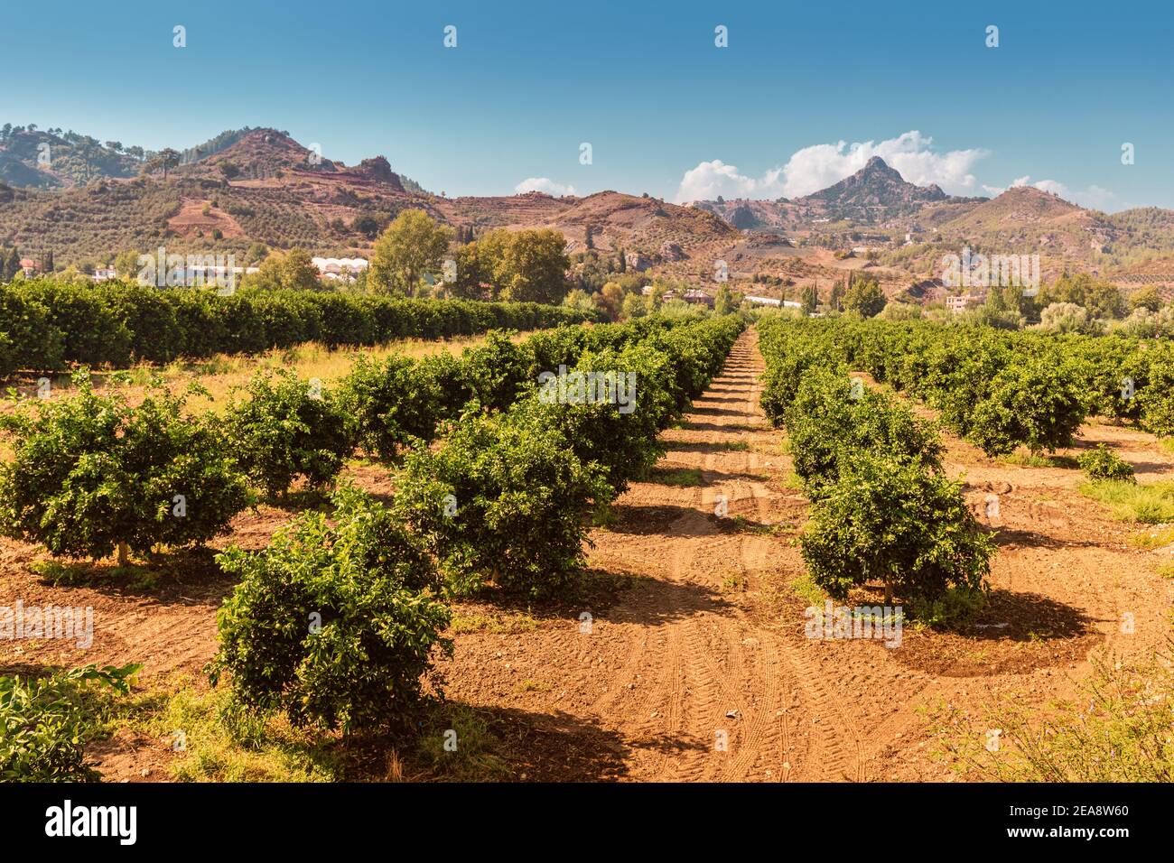 Citrus plantations hi-res stock photography and images - Alamy