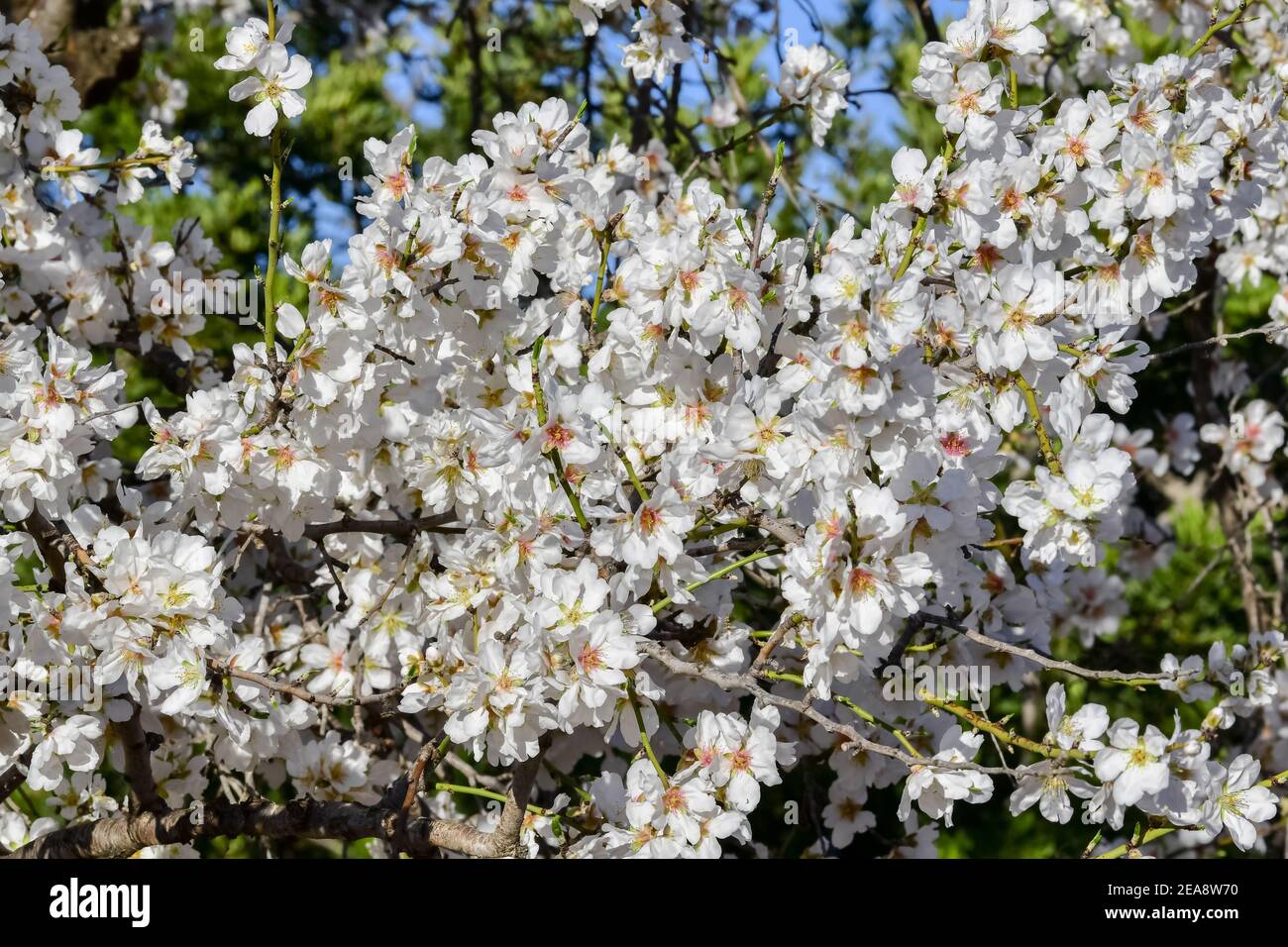 Blossoming almond flower against a blue sky Stock Photo - Alamy