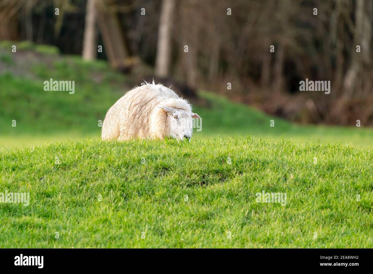 Ram eating a tree hi-res stock photography and images - Alamy
