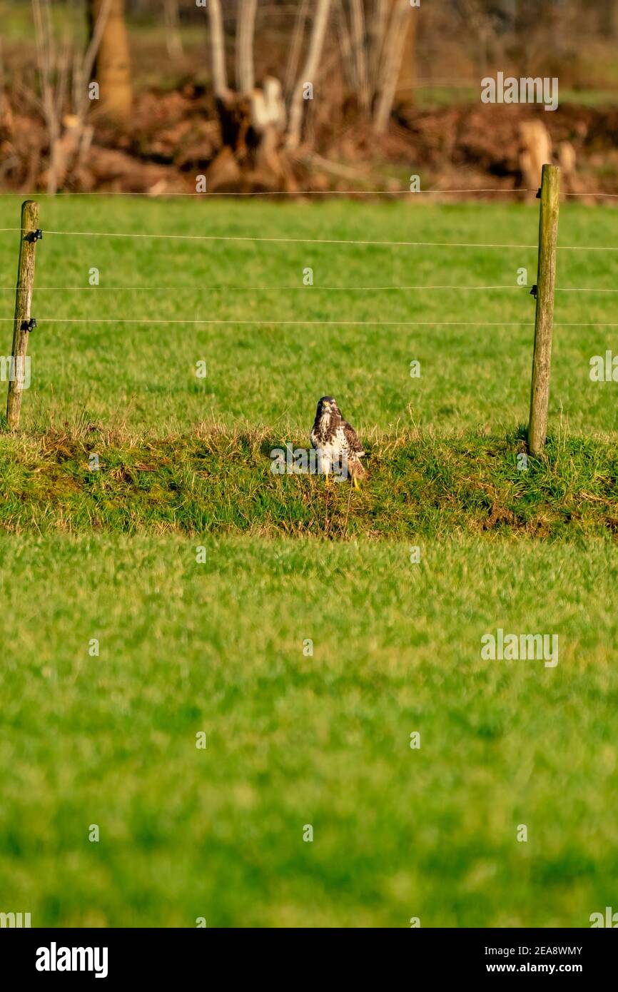 Large bird of prey walks on the edge of a ditch in a meadow and Stock ...
