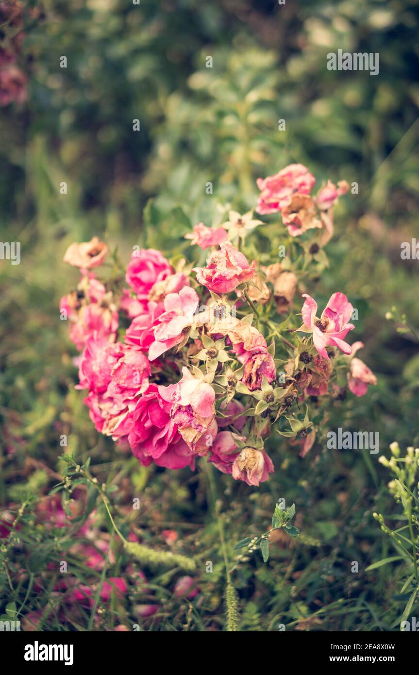 Dying bunch of flowers hi-res stock photography and images - Alamy