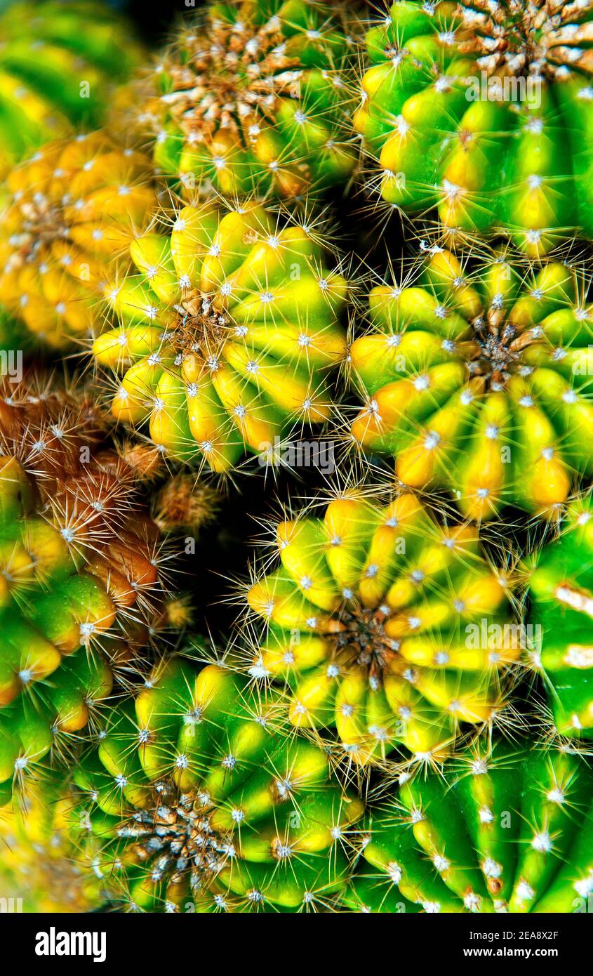 Cactus plants grouping close up hi-res stock photography and images - Alamy