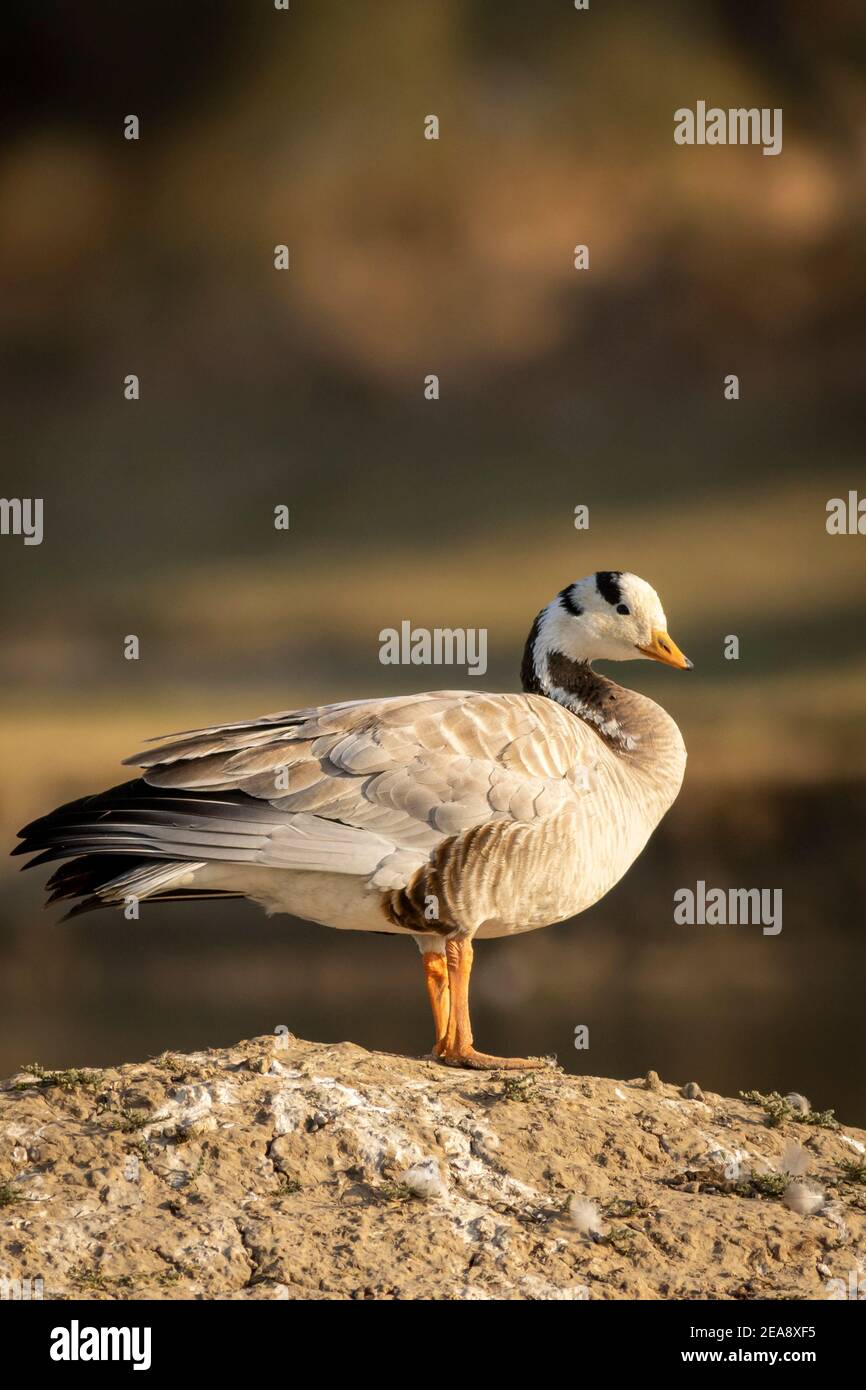 The golden goose bar hi-res stock photography and images - Alamy
