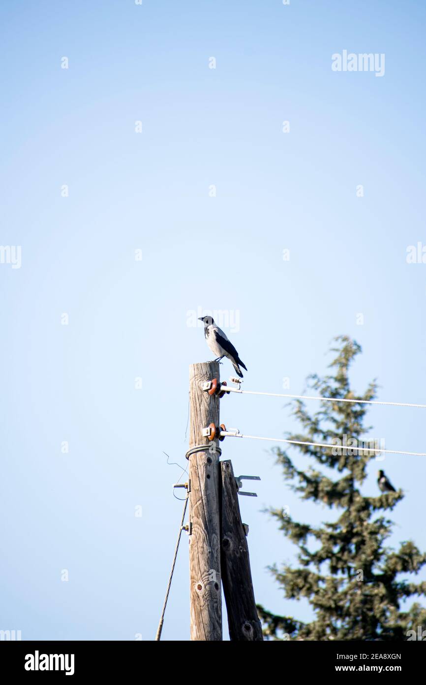 Crows sitting on power line hi-res stock photography and images - Alamy