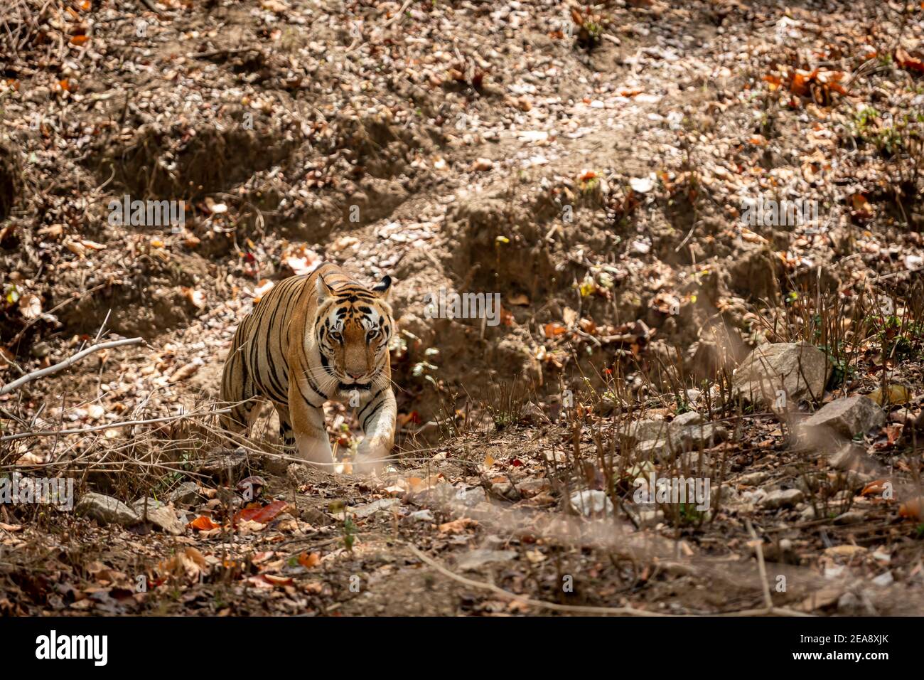 wild male bengal tiger walking head on for territory marking during ...