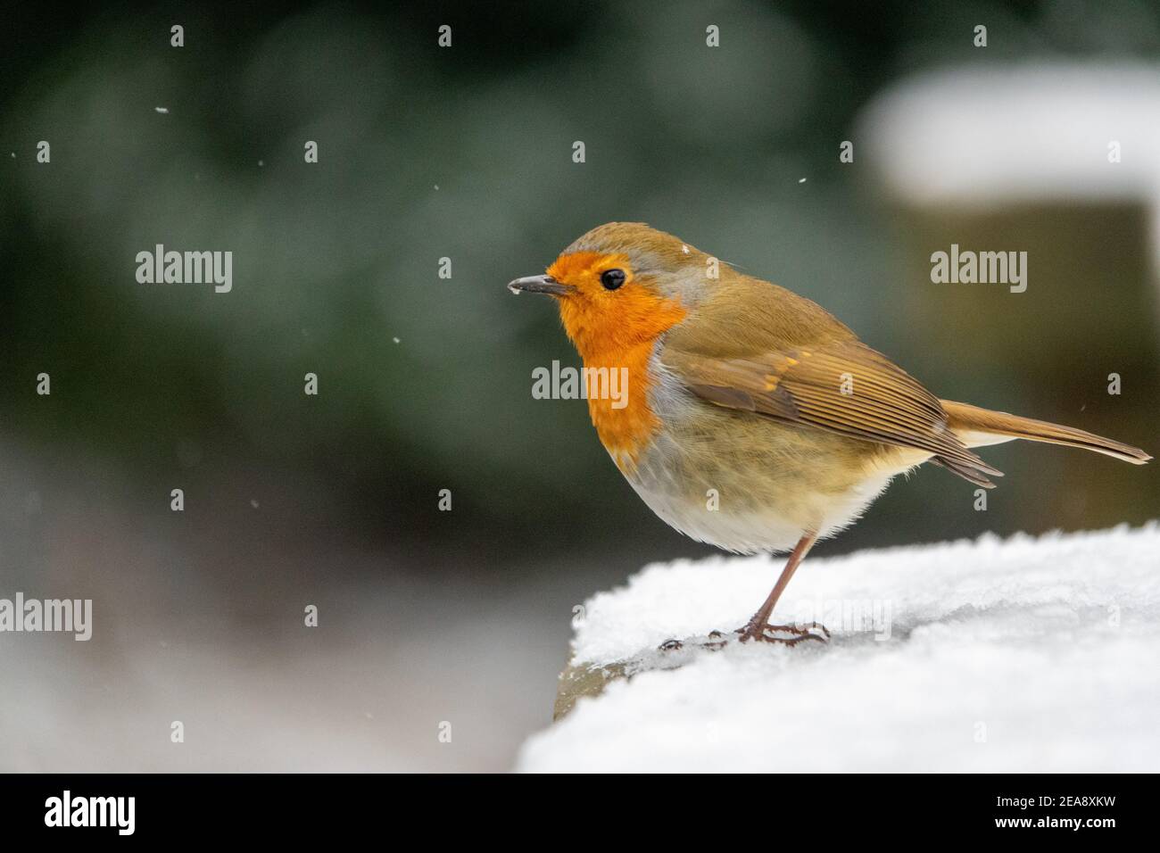 Robin winter scene hi-res stock photography and images - Alamy