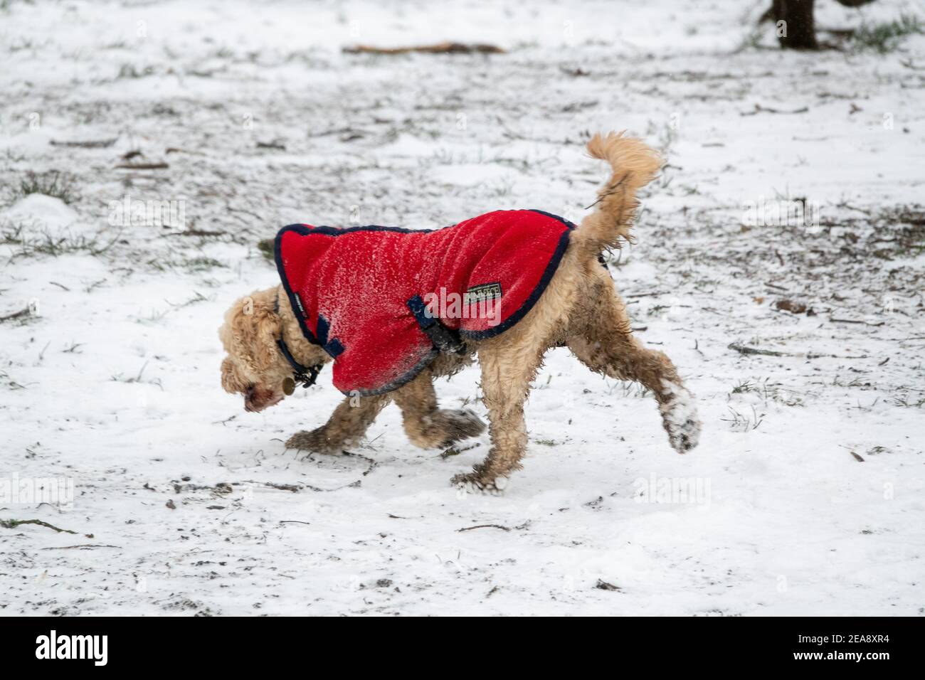 A labradoodle wearing a dog coat playing and running in the snow on ...