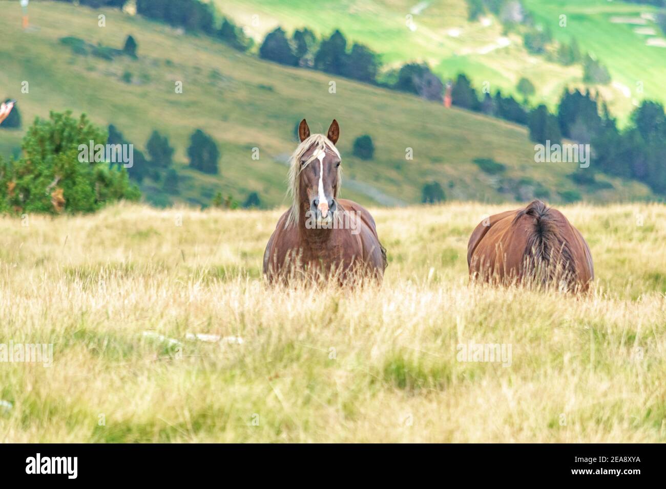 Selective Focus - Herd of wild horses in the Andorran Pyrenees enjoying ...