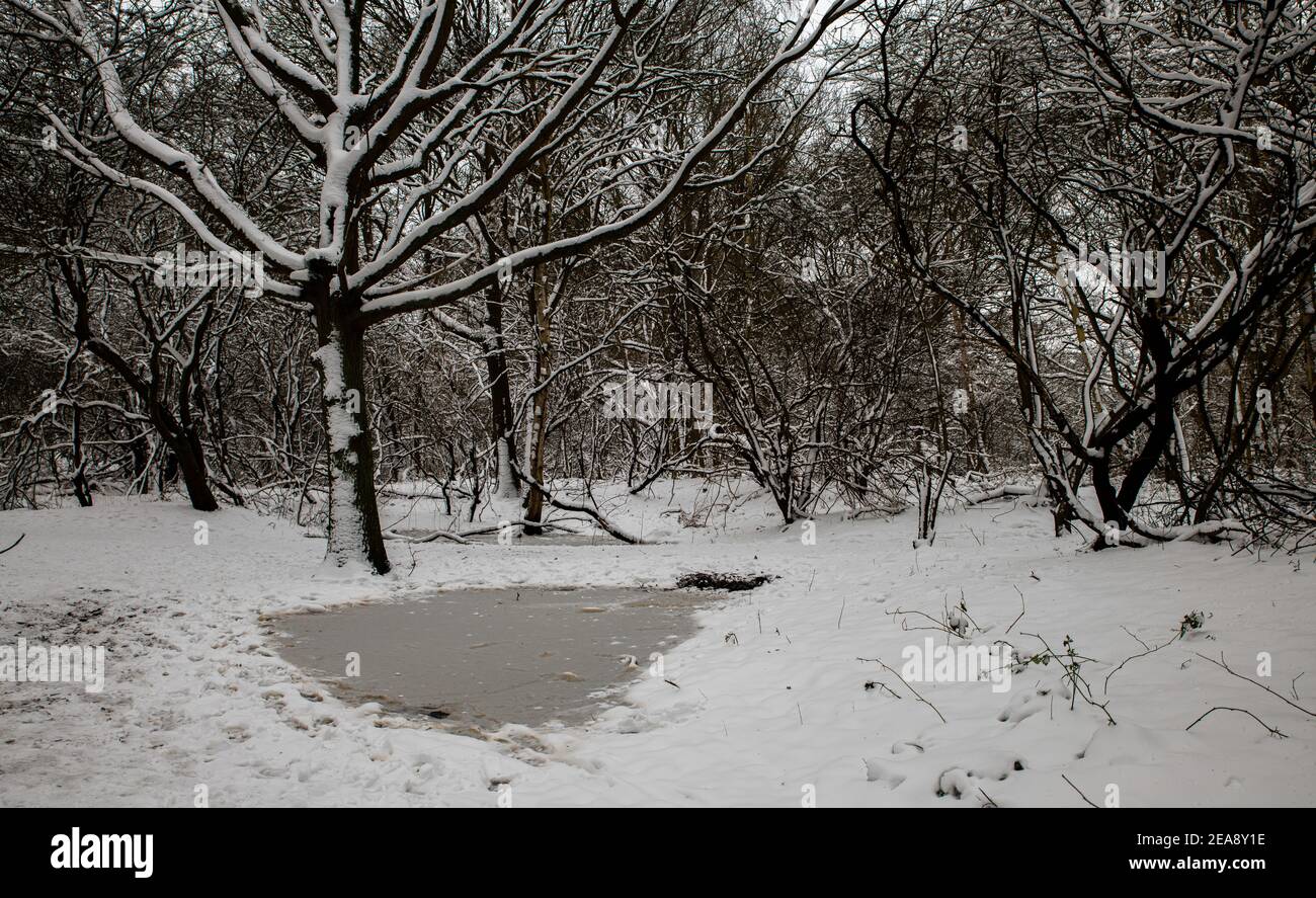 frozen pond in a winter forest with snow on the trees and branches ...