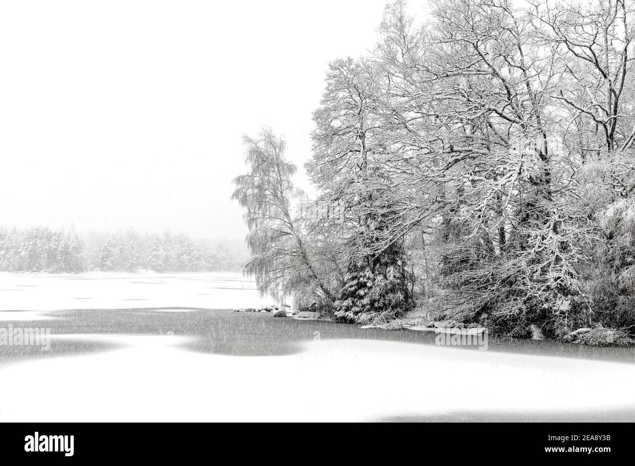 Stunning winter landscape with trees and snowfall Stock Photo - Alamy