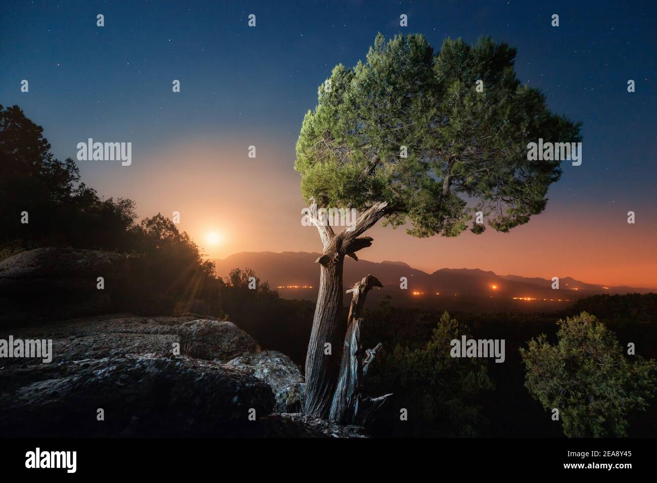A lonely cypress tree on a moonlit night with rare stars in the sky ...