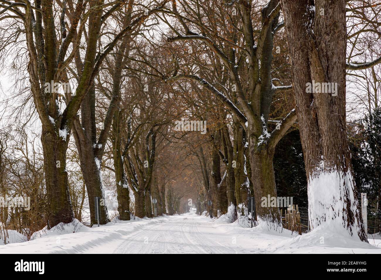 Tree alley in forest hi-res stock photography and images - Alamy