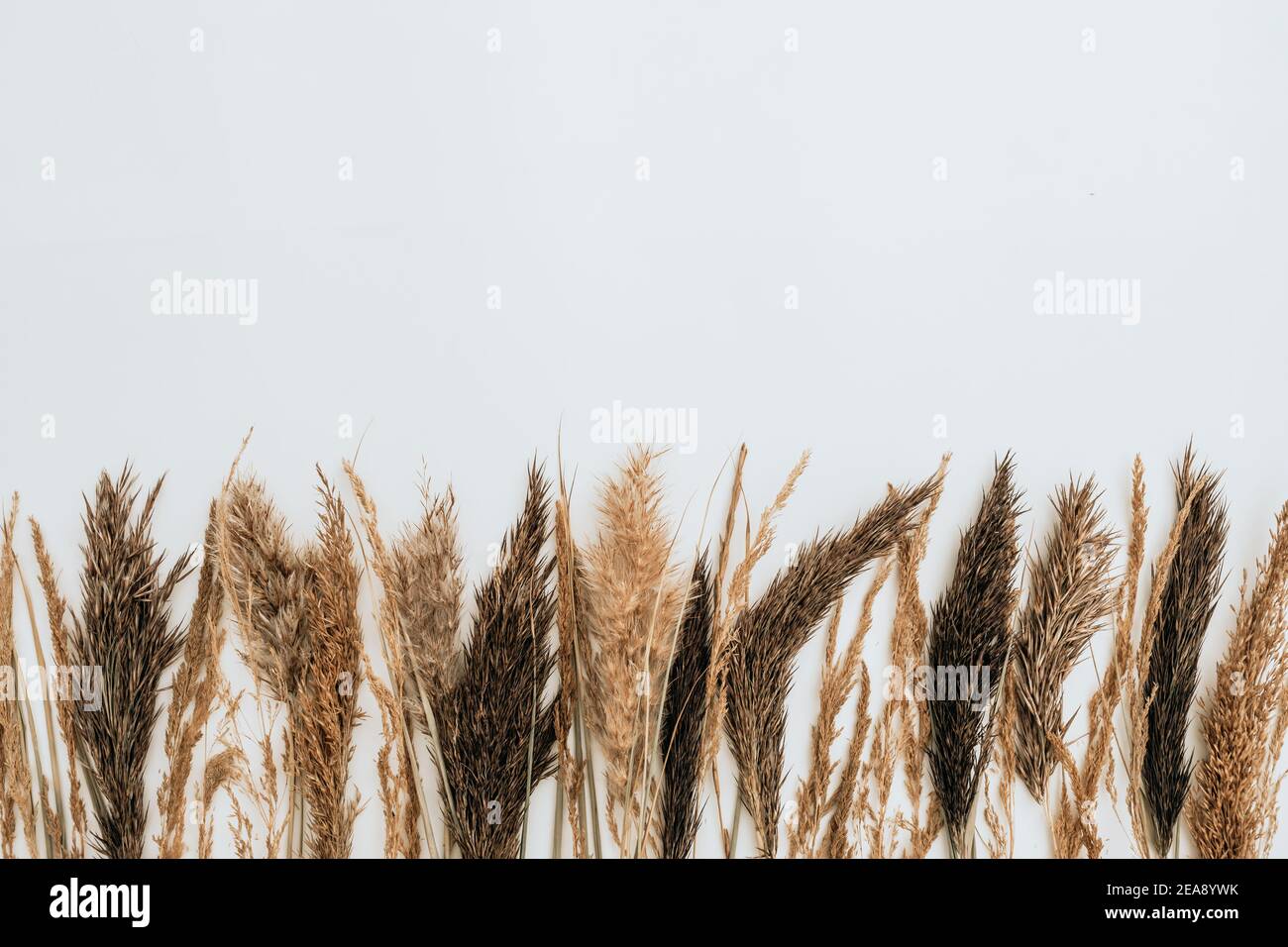 Reeds foliage branches bouquet on neutral white background. Flat lay ...
